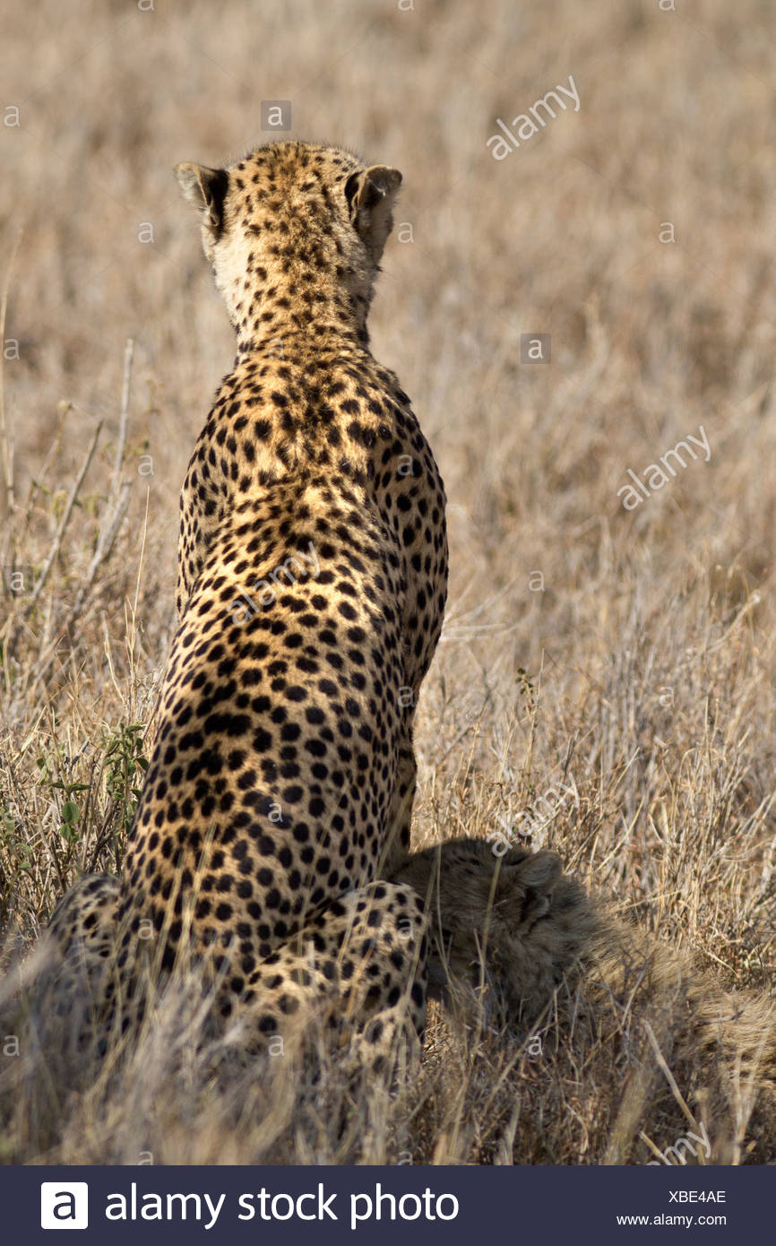 Female Cheetah Sitting High Resolution Stock Photography and Images - Alamy