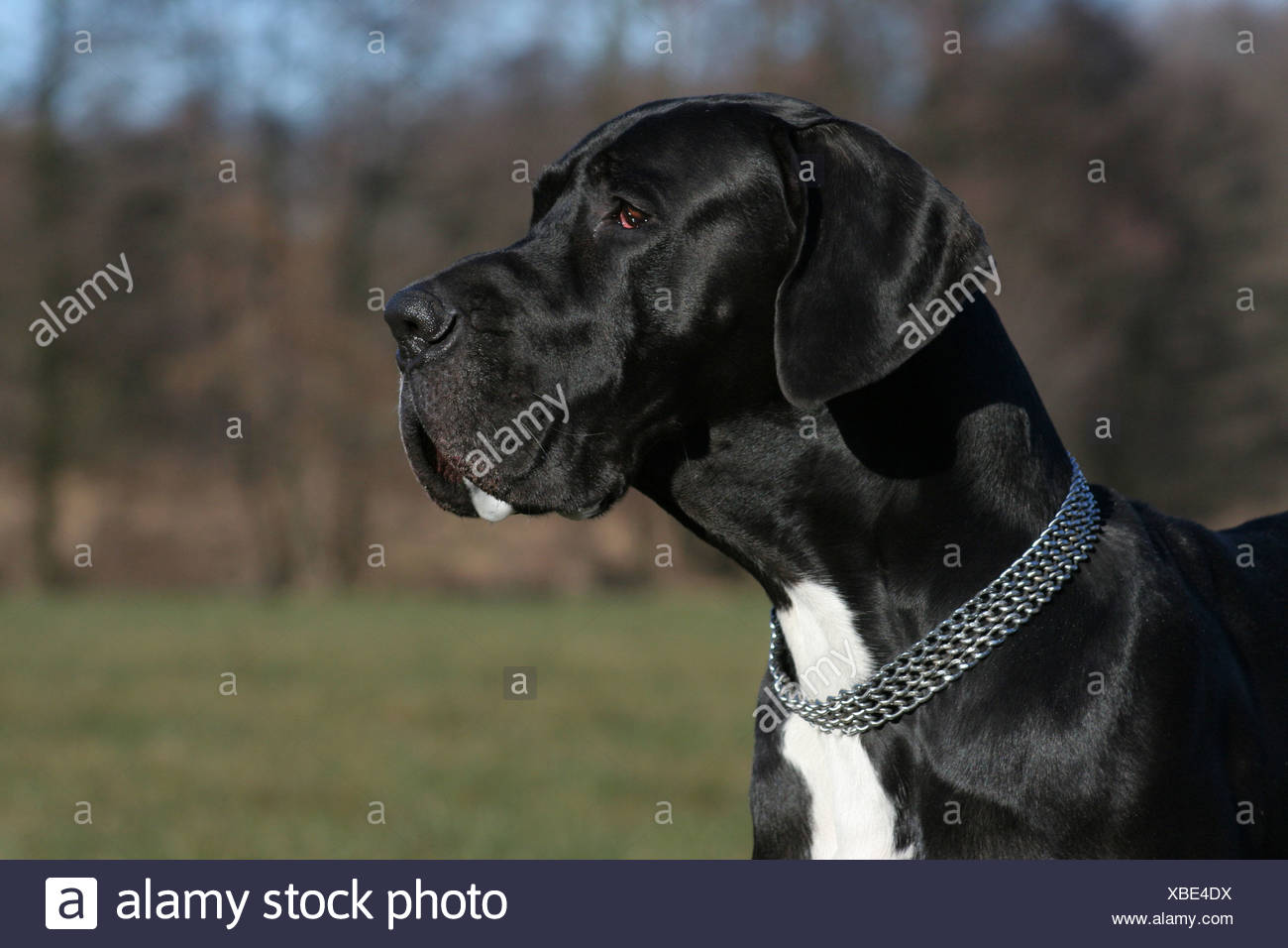 Profile Great Dane Animals High Resolution Stock Photography and Images ...