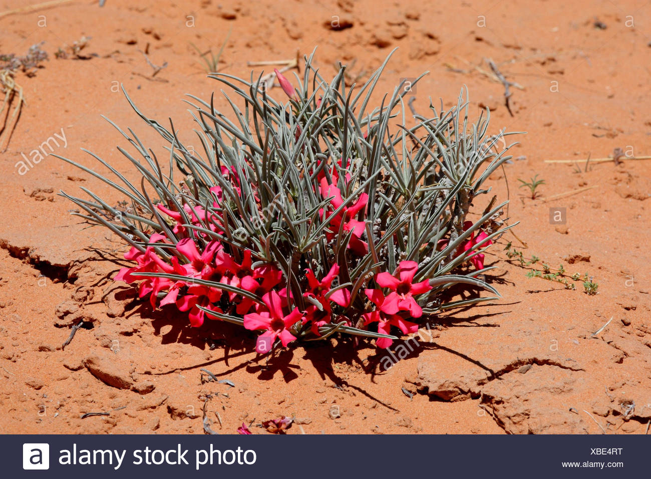 Flower Of The Kalahari Stock Photos & Flower Of The Kalahari Stock ...