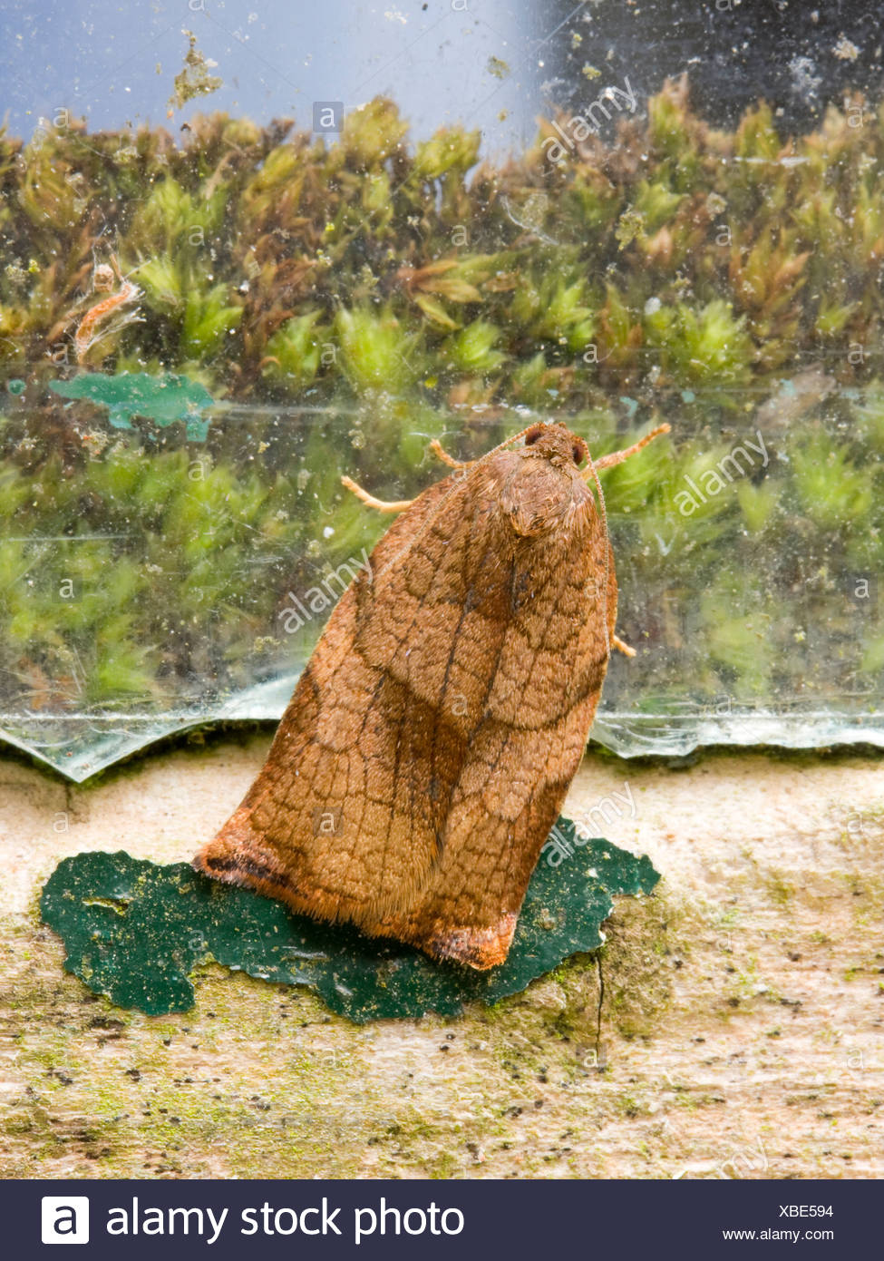 Carnation Tortrix Cacoecimorpha Pronubana Tortrix High Resolution Stock ...