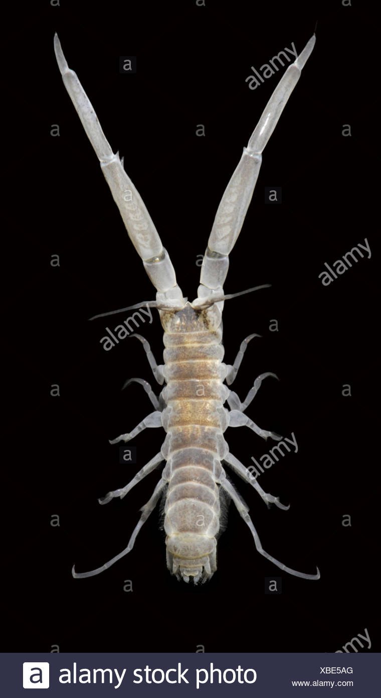 Amphipoda High Resolution Stock Photography and Images - Alamy
