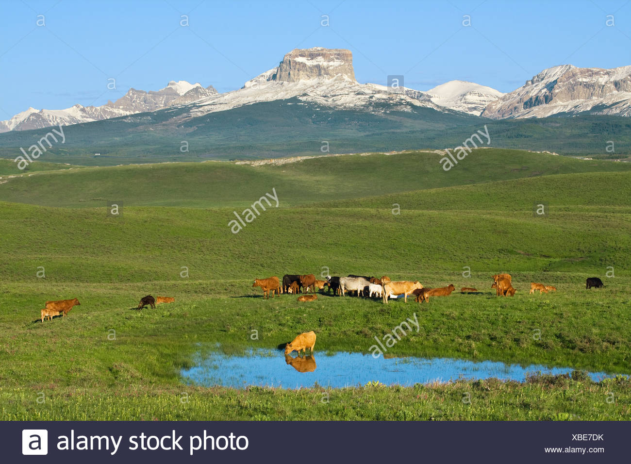 Foothill Ranch High Resolution Stock Photography and Images - Alamy