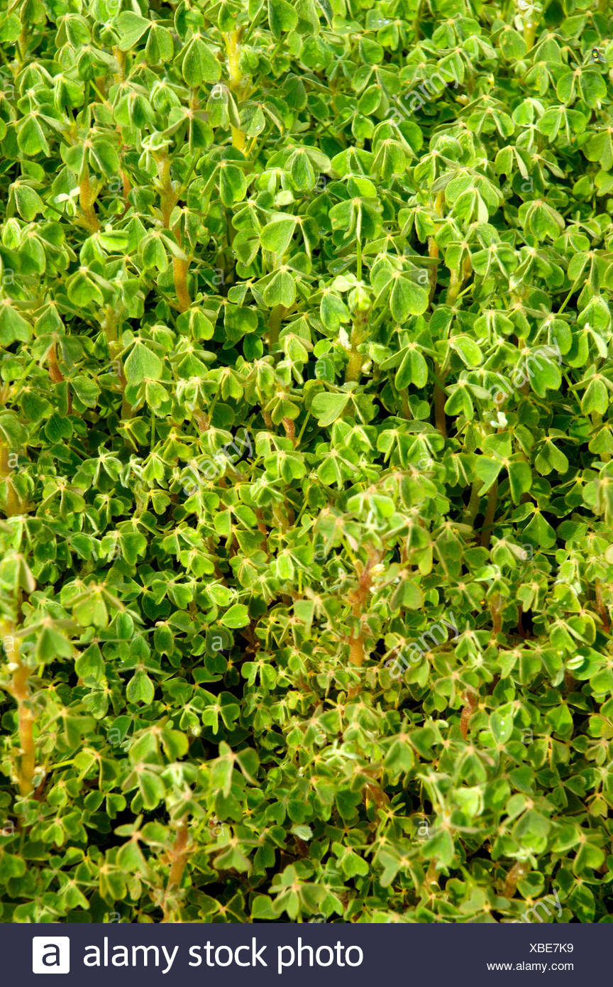 Oca Of Peru High Resolution Stock Photography and Images - Alamy