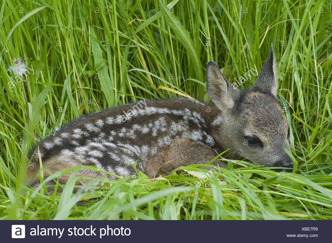 Roe Deer Fawn High Resolution Stock Photography and Images - Alamy