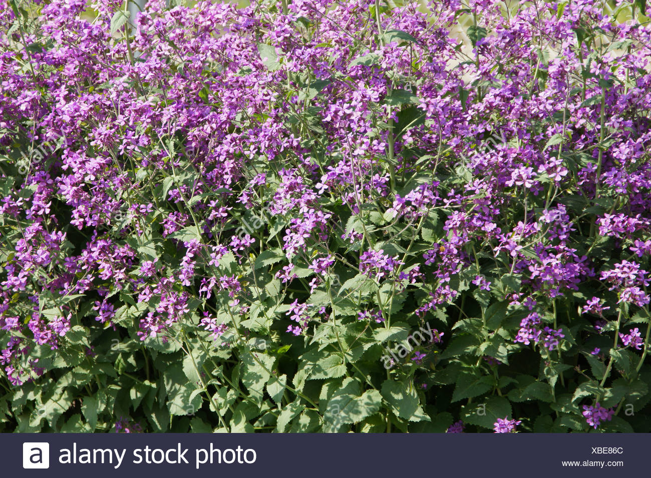 Lunaria High Resolution Stock Photography and Images - Alamy