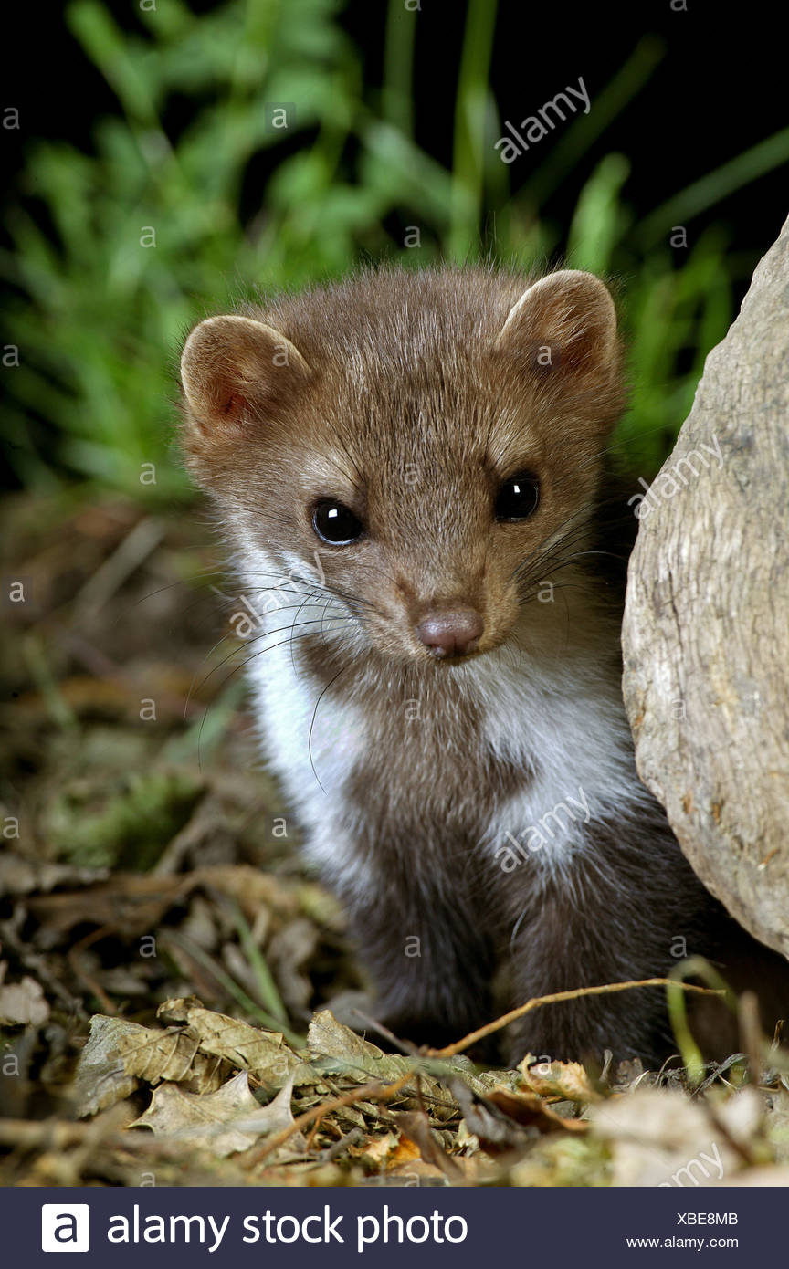 Stone Marten Or Beech Marten Stock Photos & Stone Marten Or Beech ...