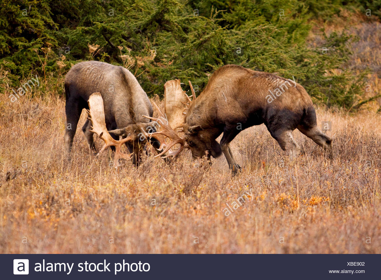 Two Bull Moose High Resolution Stock Photography and Images - Alamy