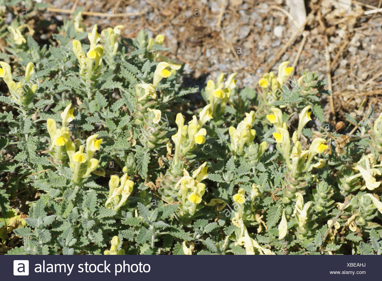 Skullcap High Resolution Stock Photography and Images - Alamy