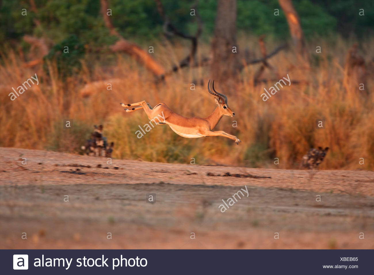 Male Springbok High Resolution Stock Photography and Images - Alamy