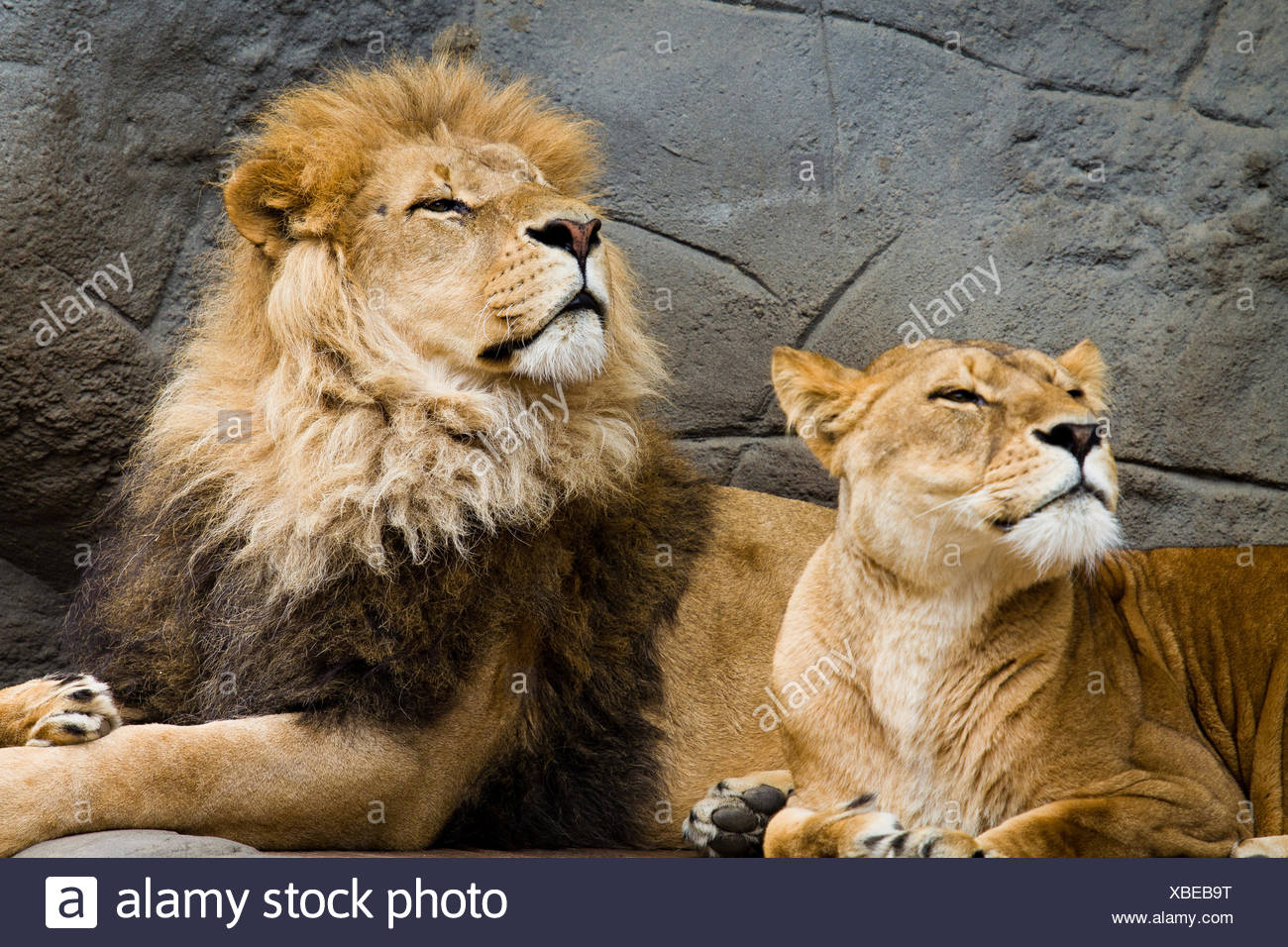 Lion Couple High Resolution Stock Photography and Images - Alamy
