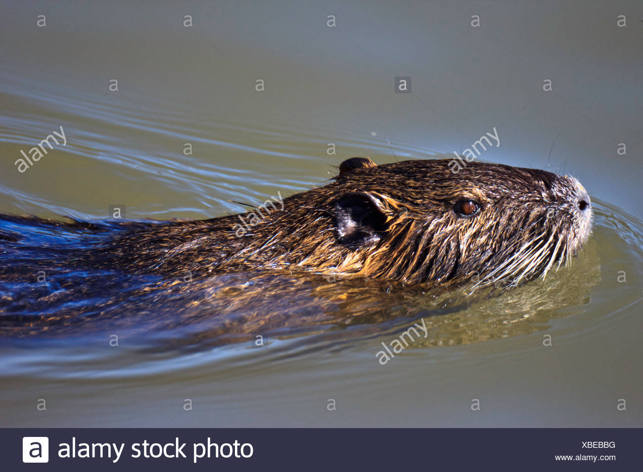Mapudungun High Resolution Stock Photography and Images - Alamy