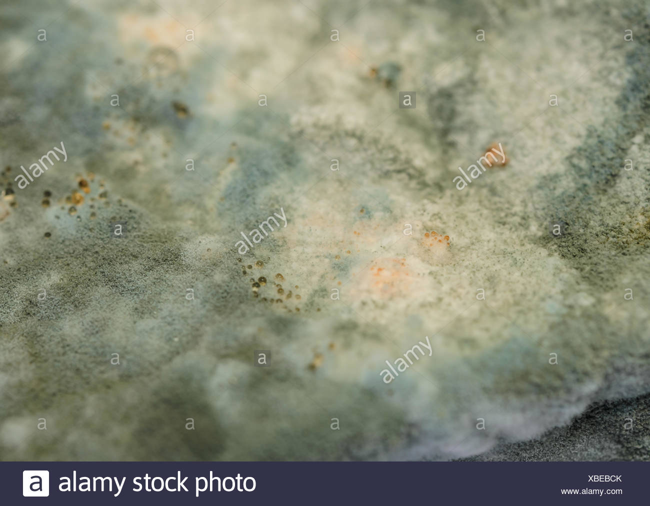 Mould Bread Spores Stock Photos & Mould Bread Spores Stock Images - Alamy