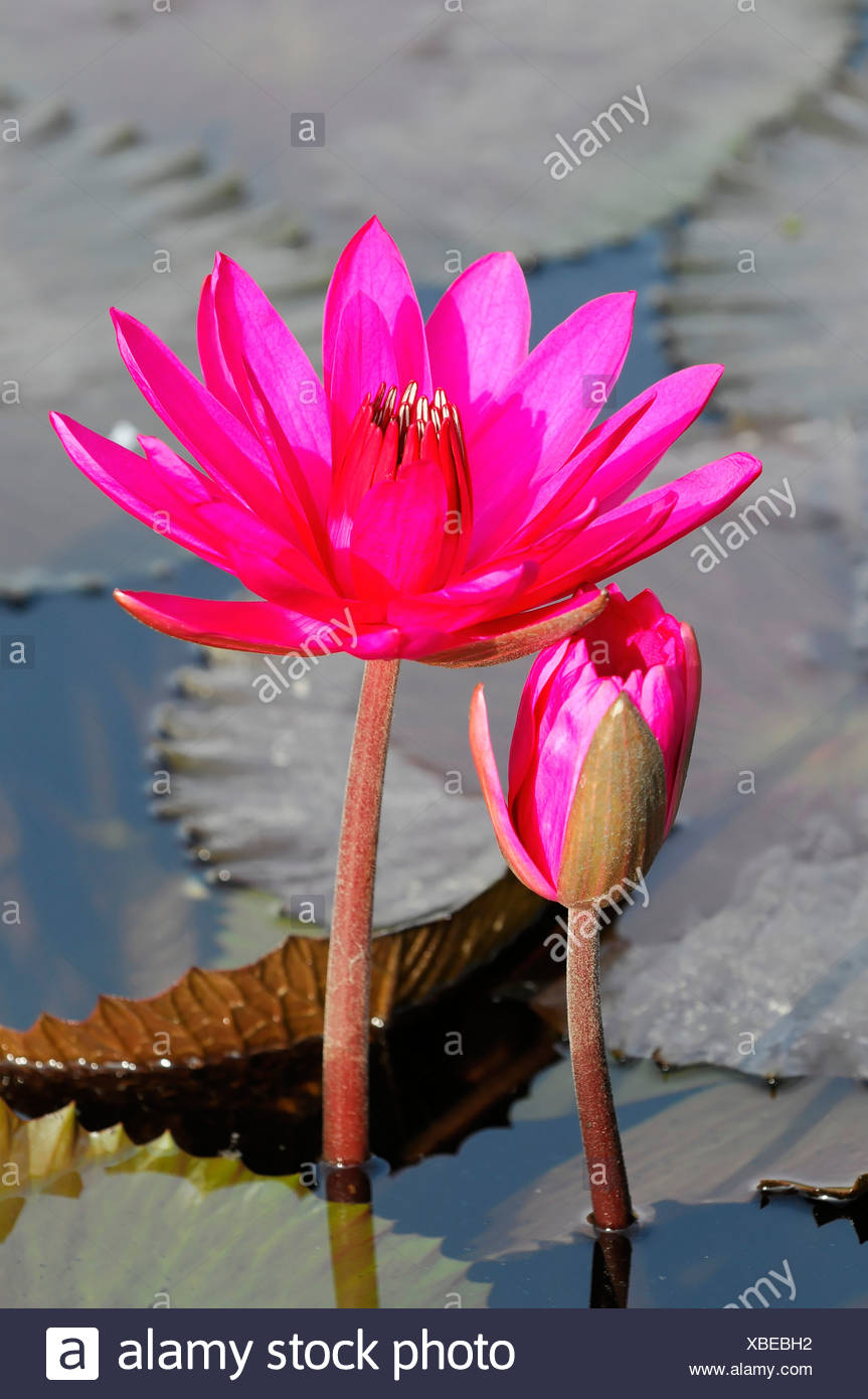 Nymphaea Rubra High Resolution Stock Photography and Images - Alamy