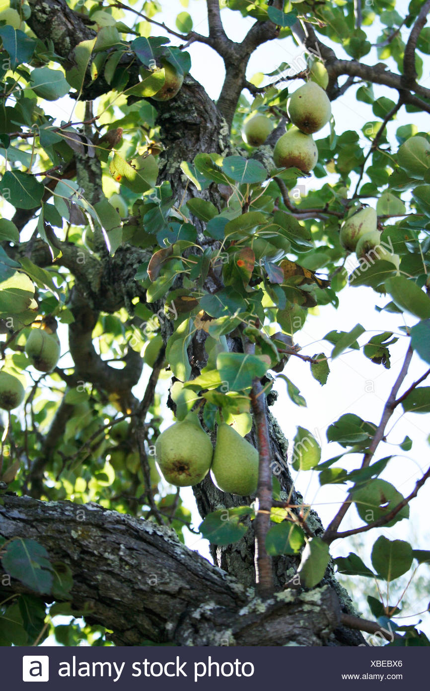 Pear Tree Pyrus Sp Stock Photos & Pear Tree Pyrus Sp Stock Images - Alamy