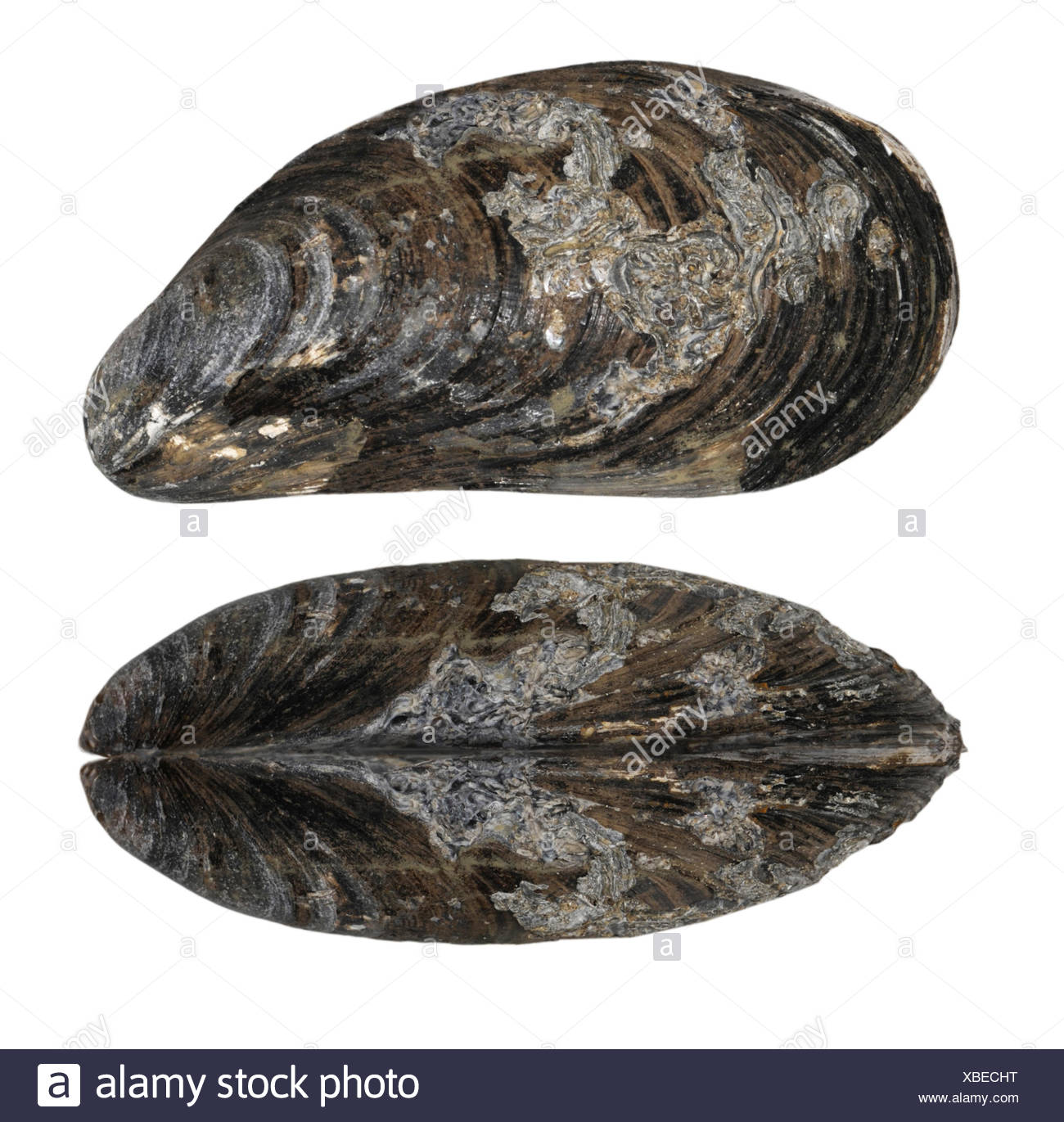 Horse Mussels Stock Photos & Horse Mussels Stock Images - Alamy