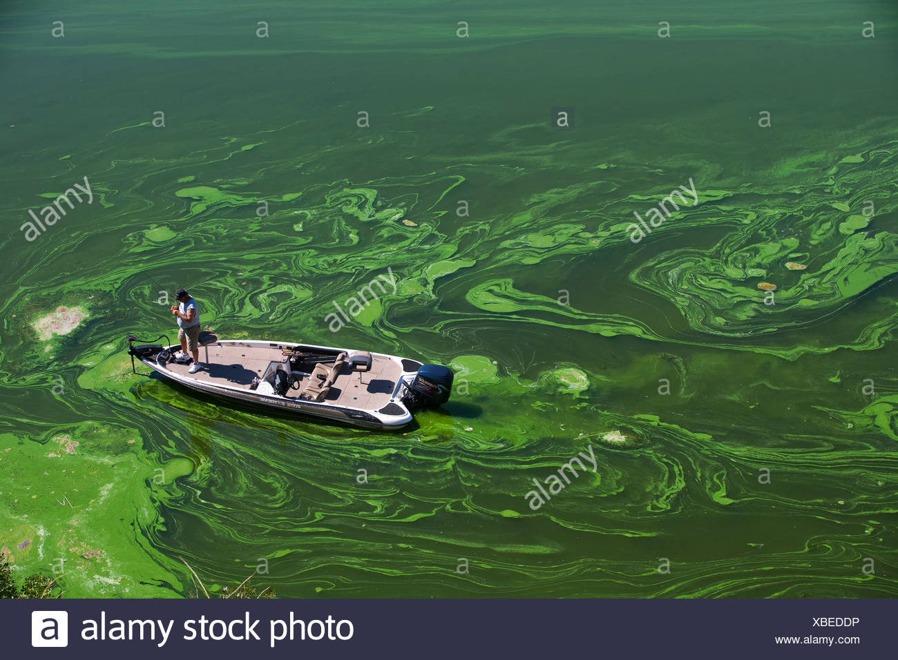 Algal Bloom High Resolution Stock Photography and Images - Alamy