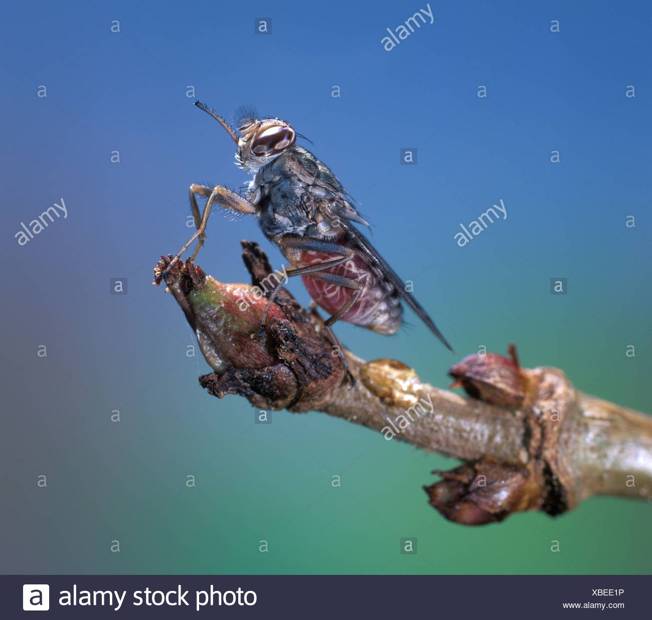 Tsetse Fly High Resolution Stock Photography and Images - Alamy