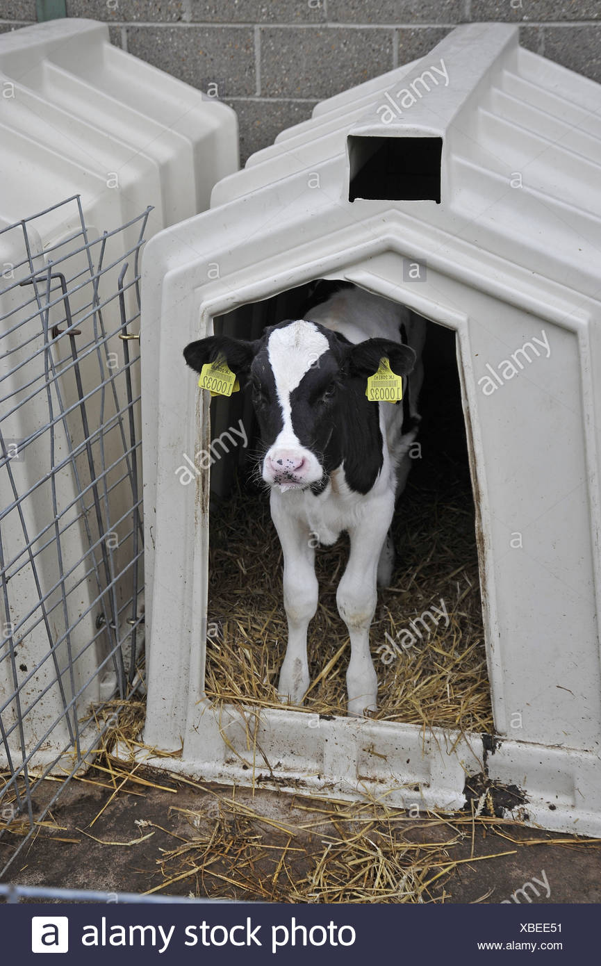 Calf Hutch High Resolution Stock Photography and Images - Alamy