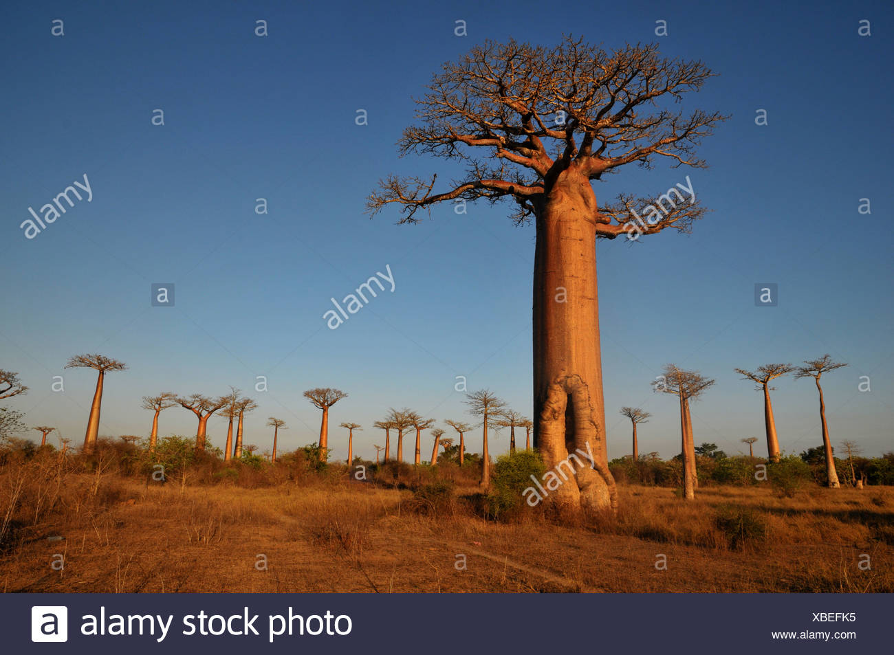 African Upside Down Tree High Resolution Stock Photography and Images ...