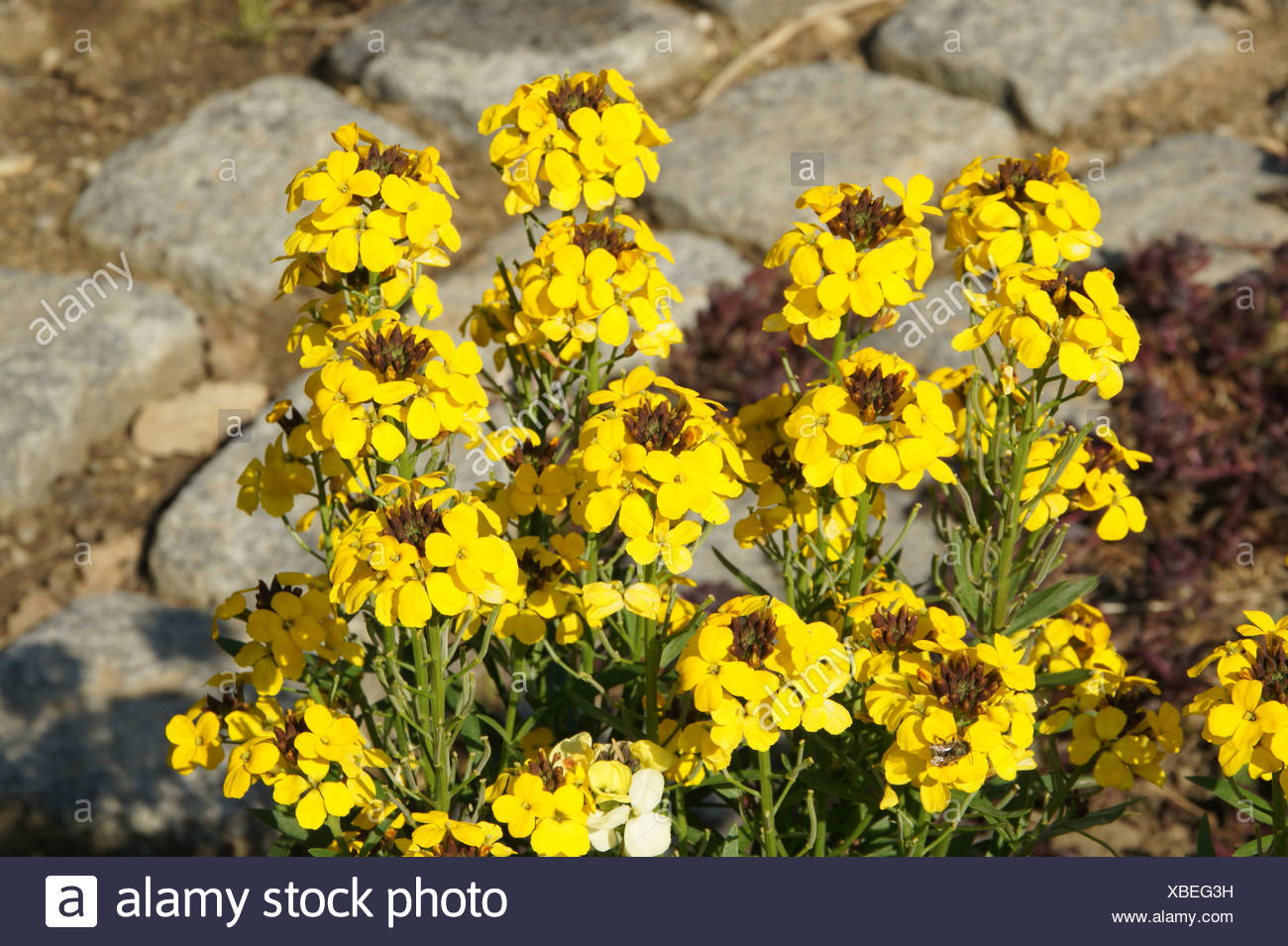 Wallflower High Resolution Stock Photography and Images - Alamy