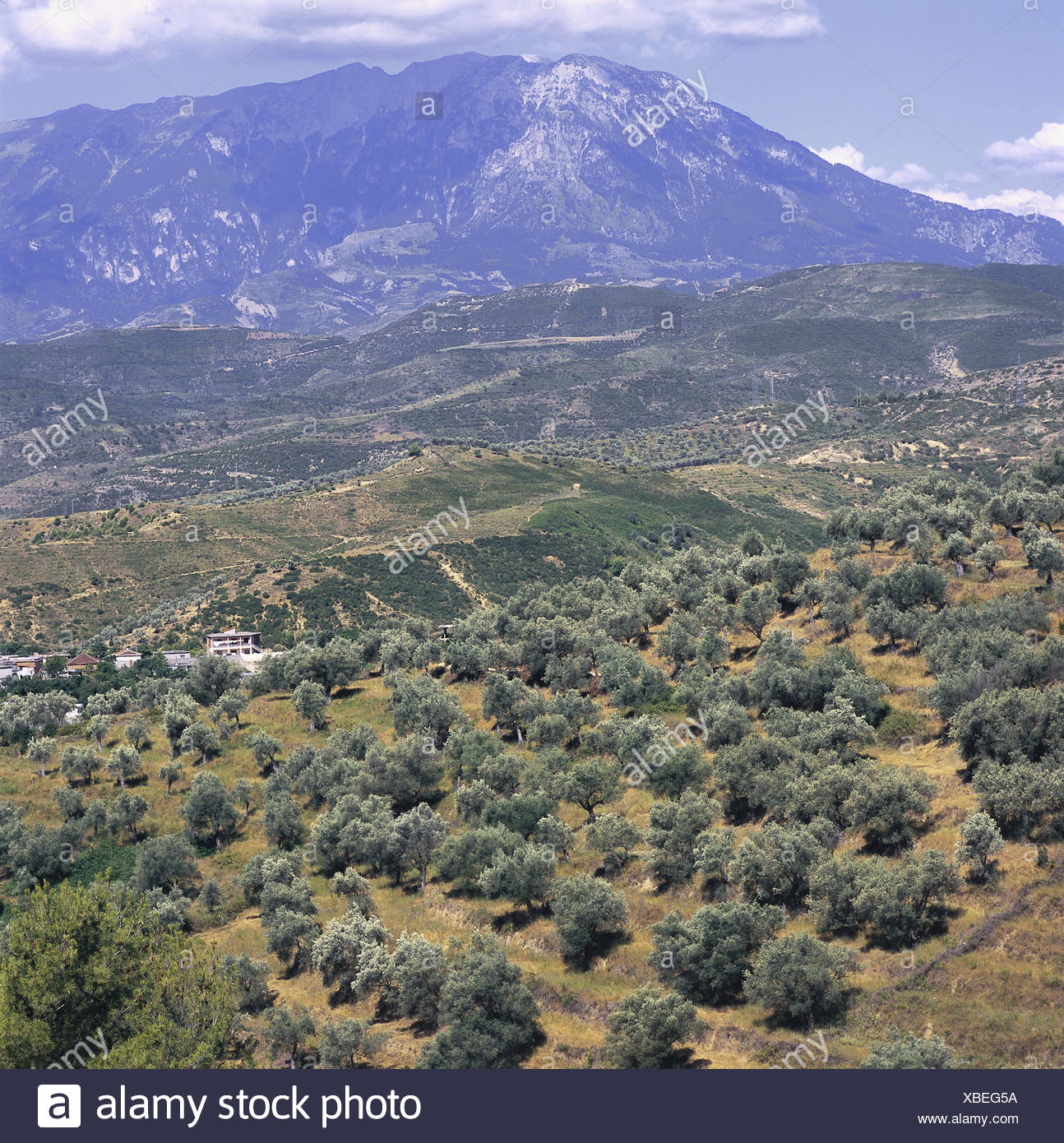 Cultivation Of Olive Trees High Resolution Stock Photography and Images ...