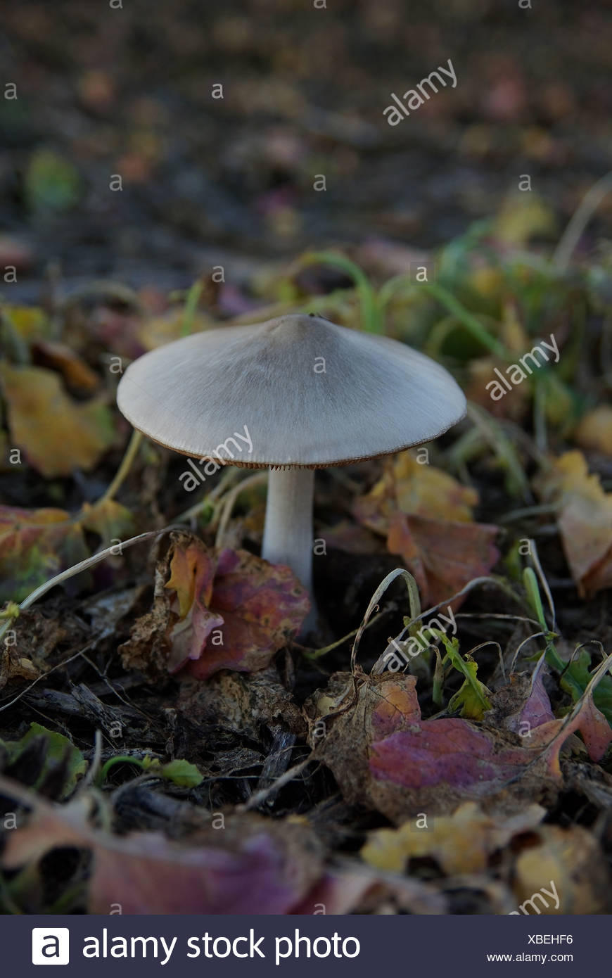 Soil Fungus High Resolution Stock Photography and Images - Alamy