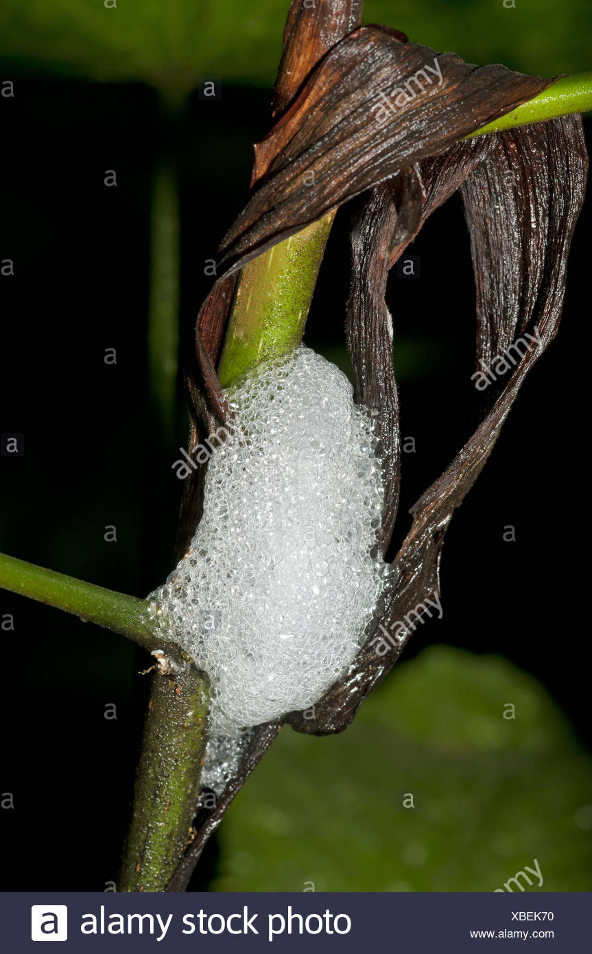 Spittlebug Stock Photos & Spittlebug Stock Images - Alamy