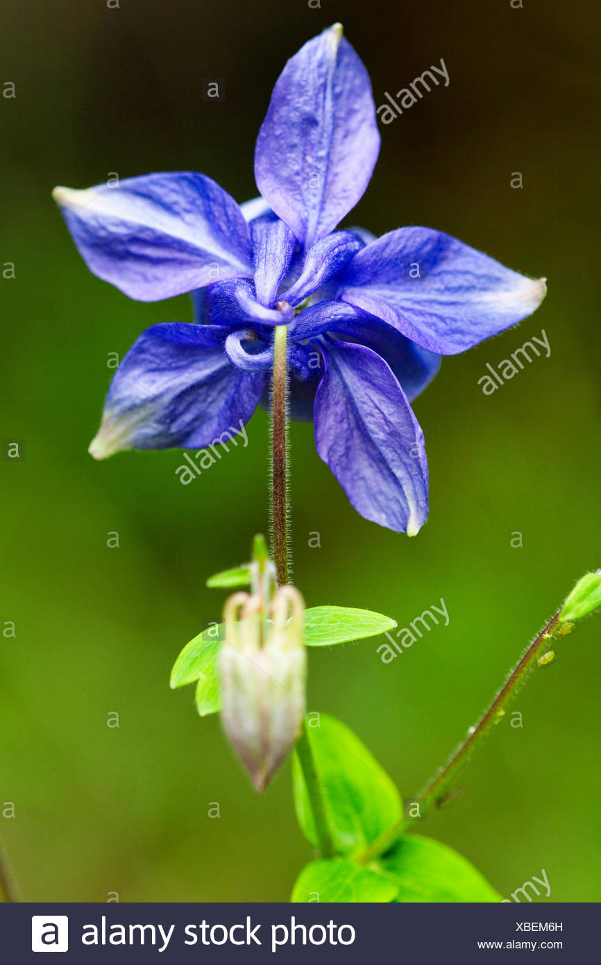 European Columbine Aquilegia Vulgaris Stock Photos & European Columbine ...