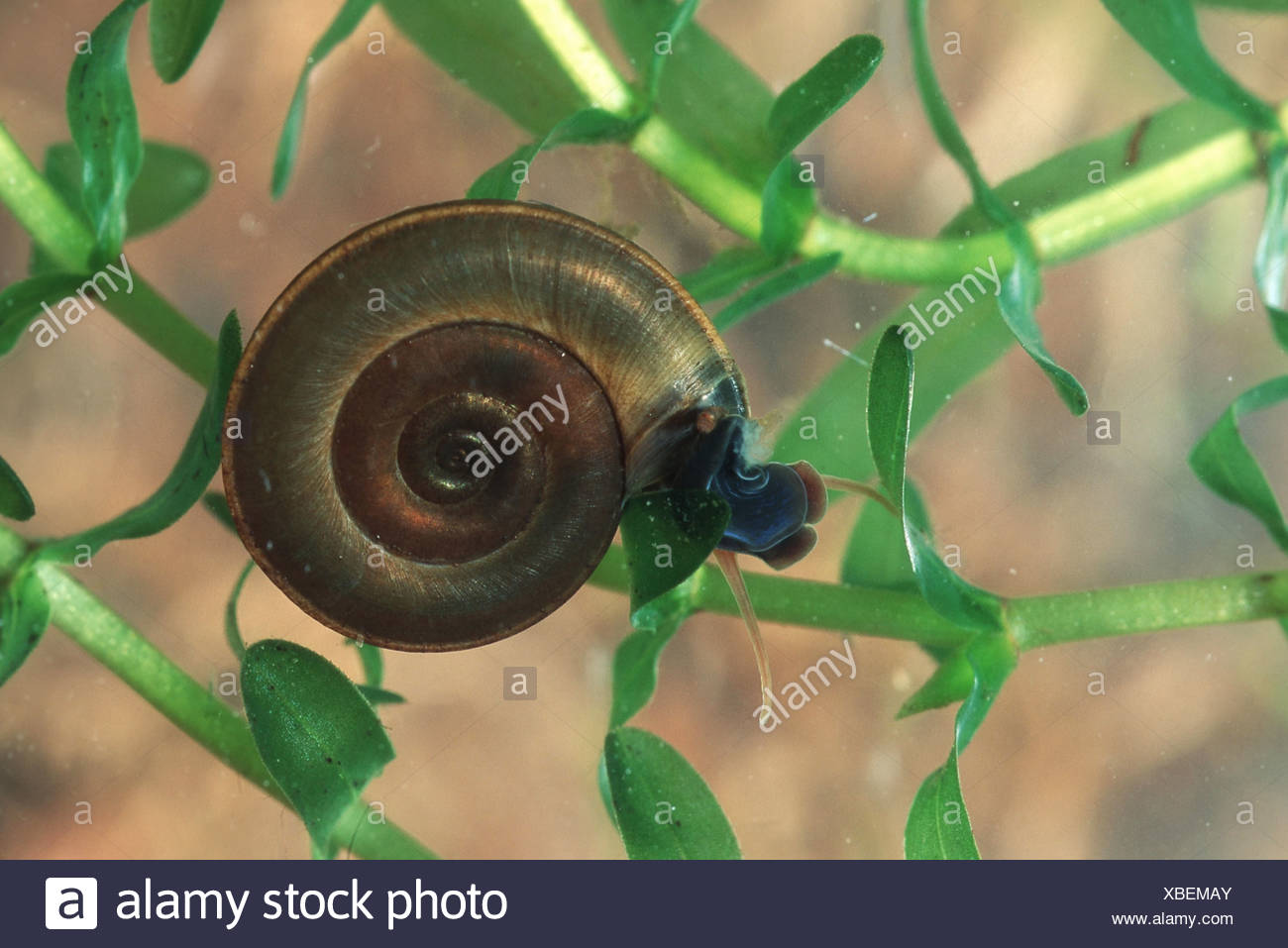 Planorbis Planorbis High Resolution Stock Photography and Images - Alamy