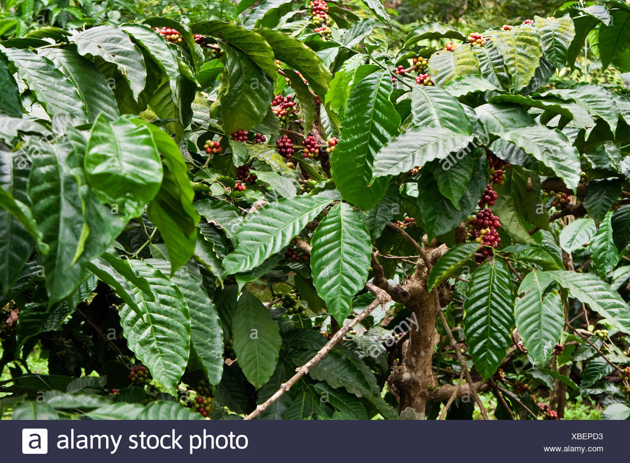 Robusta Coffee Tree Coffea Canephora High Resolution Stock Photography ...