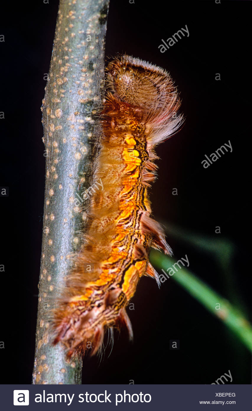 Morphinae High Resolution Stock Photography and Images - Alamy