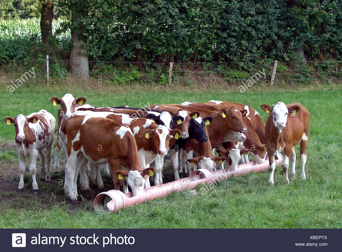 Calf Rearing High Resolution Stock Photography and Images - Alamy
