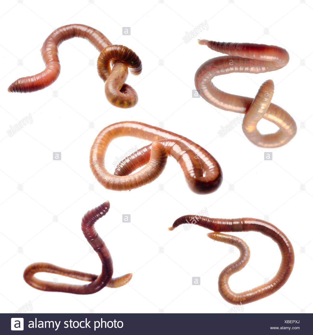 Earth Worm High Resolution Stock Photography and Images - Alamy