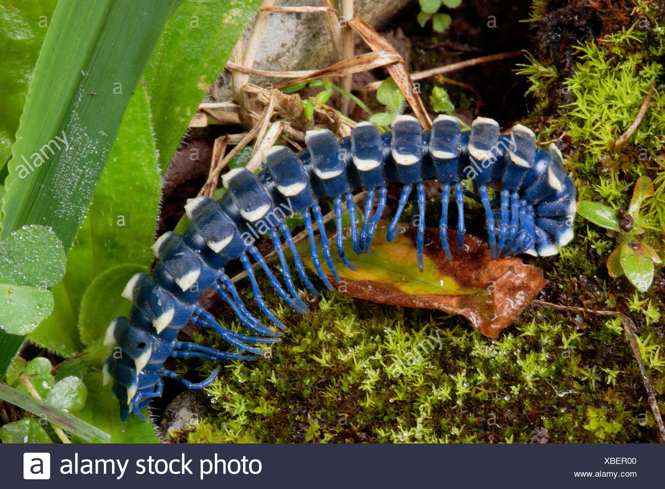 Blue Millipede High Resolution Stock Photography and Images - Alamy
