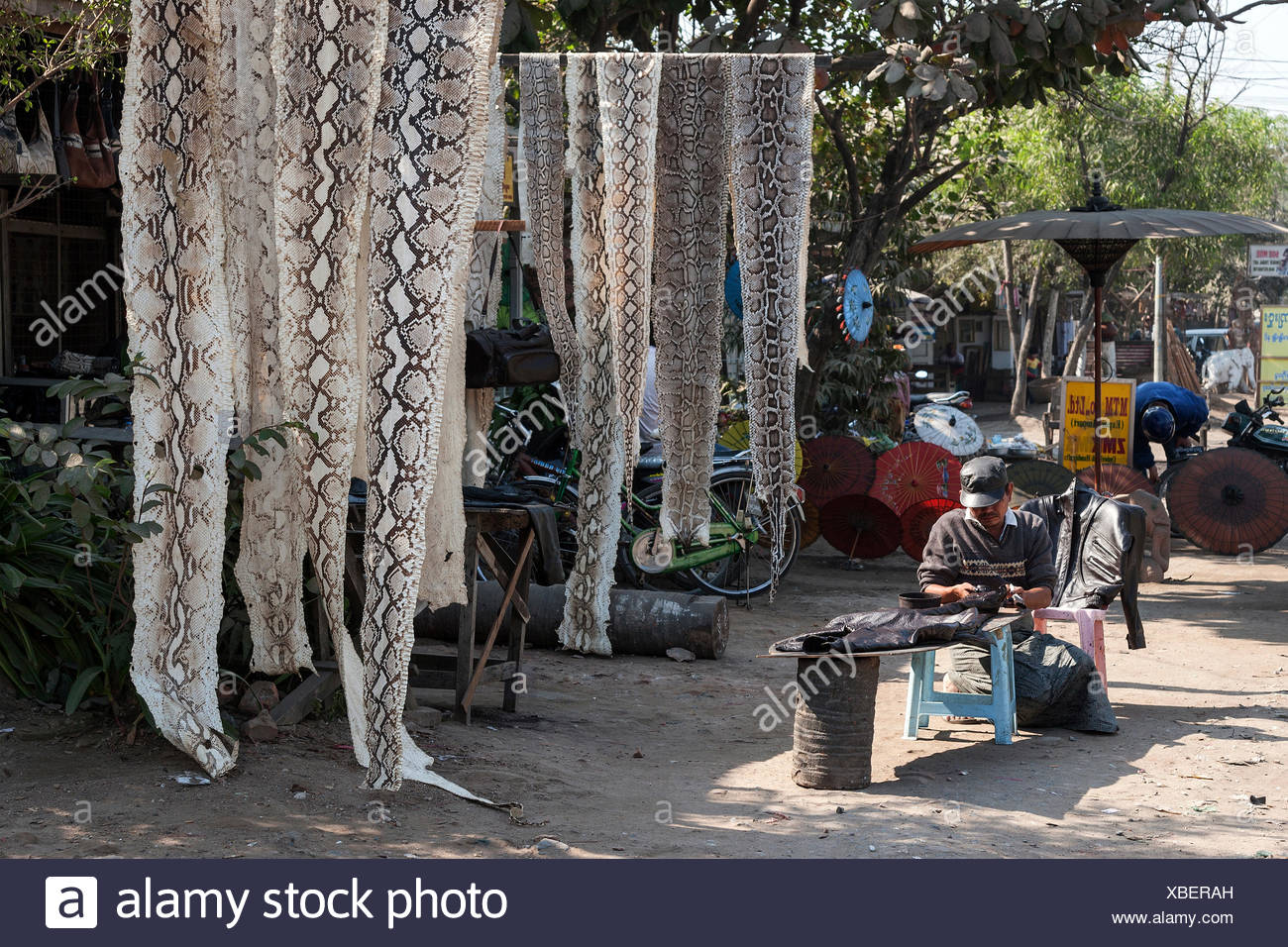 Snake Hanging High Resolution Stock Photography and Images - Alamy
