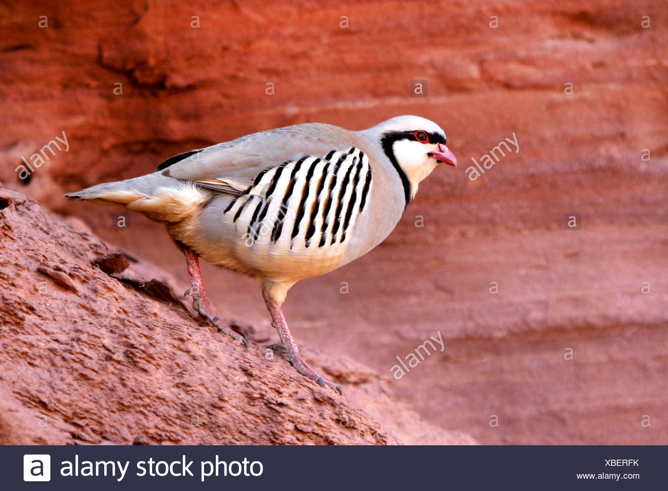 Partridgees High Resolution Stock Photography and Images - Alamy