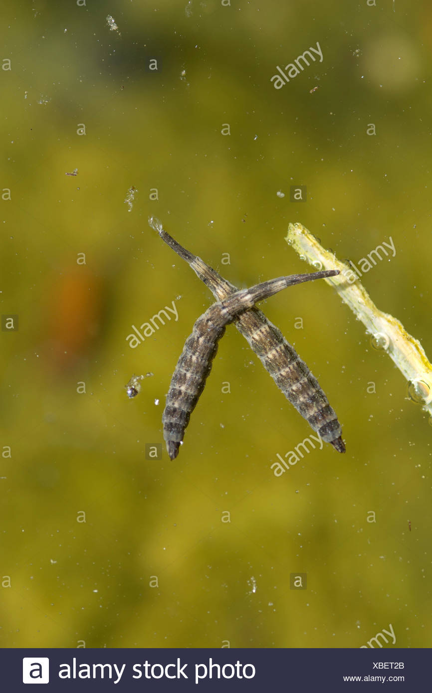 Aquatic Larvae Stock Photos & Aquatic Larvae Stock Images - Alamy