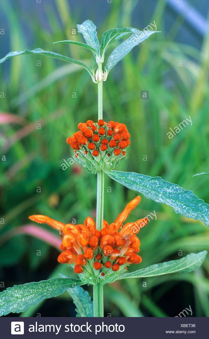 Leonotis Leonurus High Resolution Stock Photography and Images - Alamy