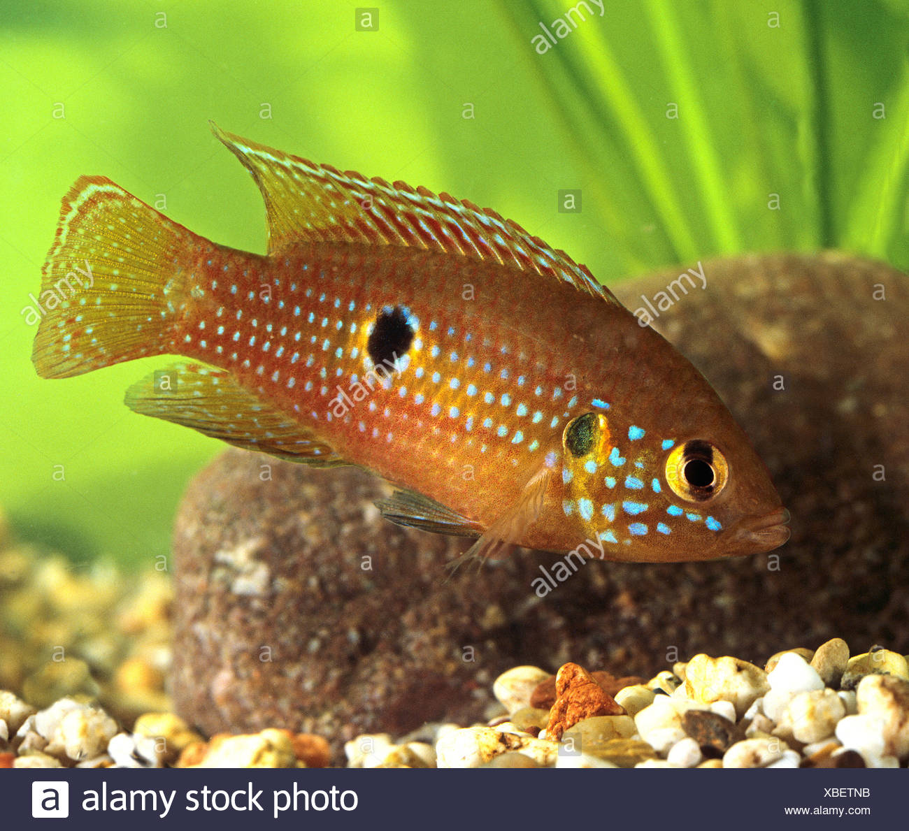 Hemichromis High Resolution Stock Photography and Images - Alamy