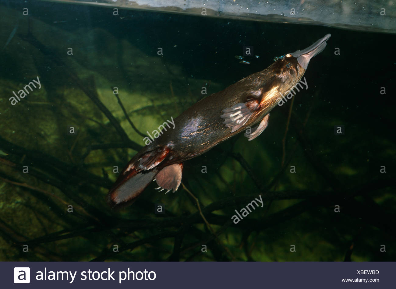 Ornithorhynchus Anatinus Underwater High Resolution Stock Photography ...