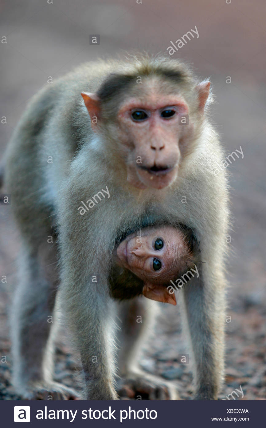 Female Rhesus Macaque High Resolution Stock Photography and Images - Alamy