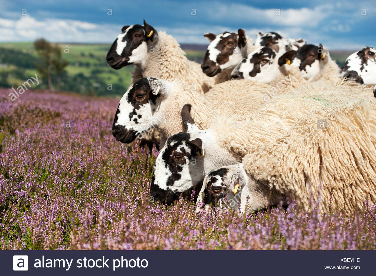 Dalesbred Sheep Stock Photos & Dalesbred Sheep Stock Images - Alamy