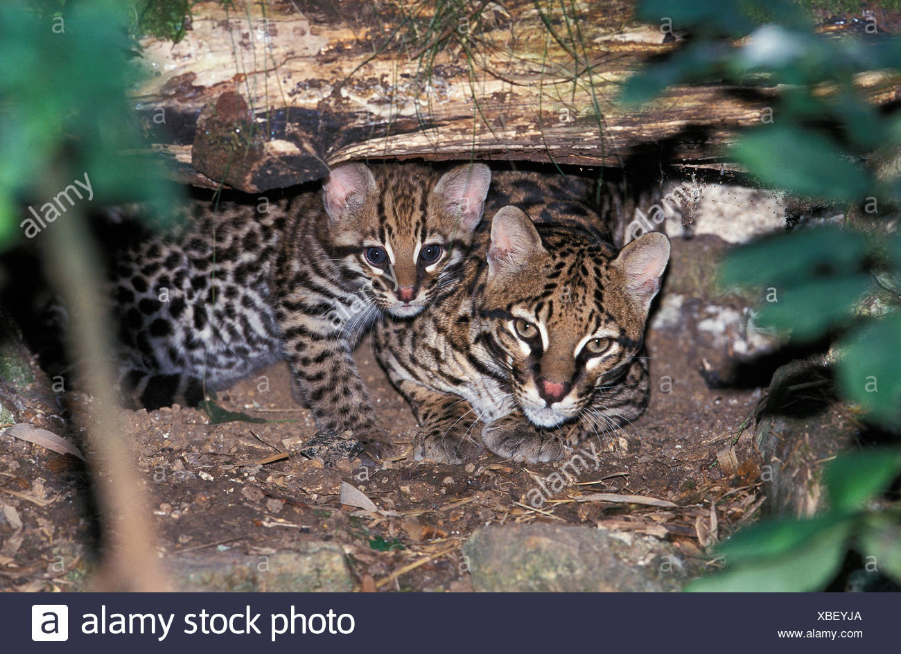 Ocelots Leopardus Pardalis High Resolution Stock Photography and Images ...