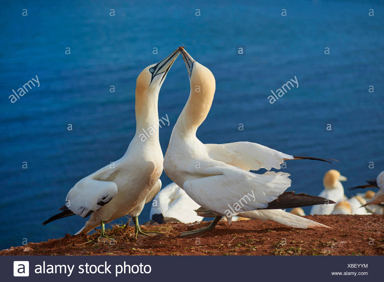 Begruesst Stock Photos & Begruesst Stock Images - Alamy