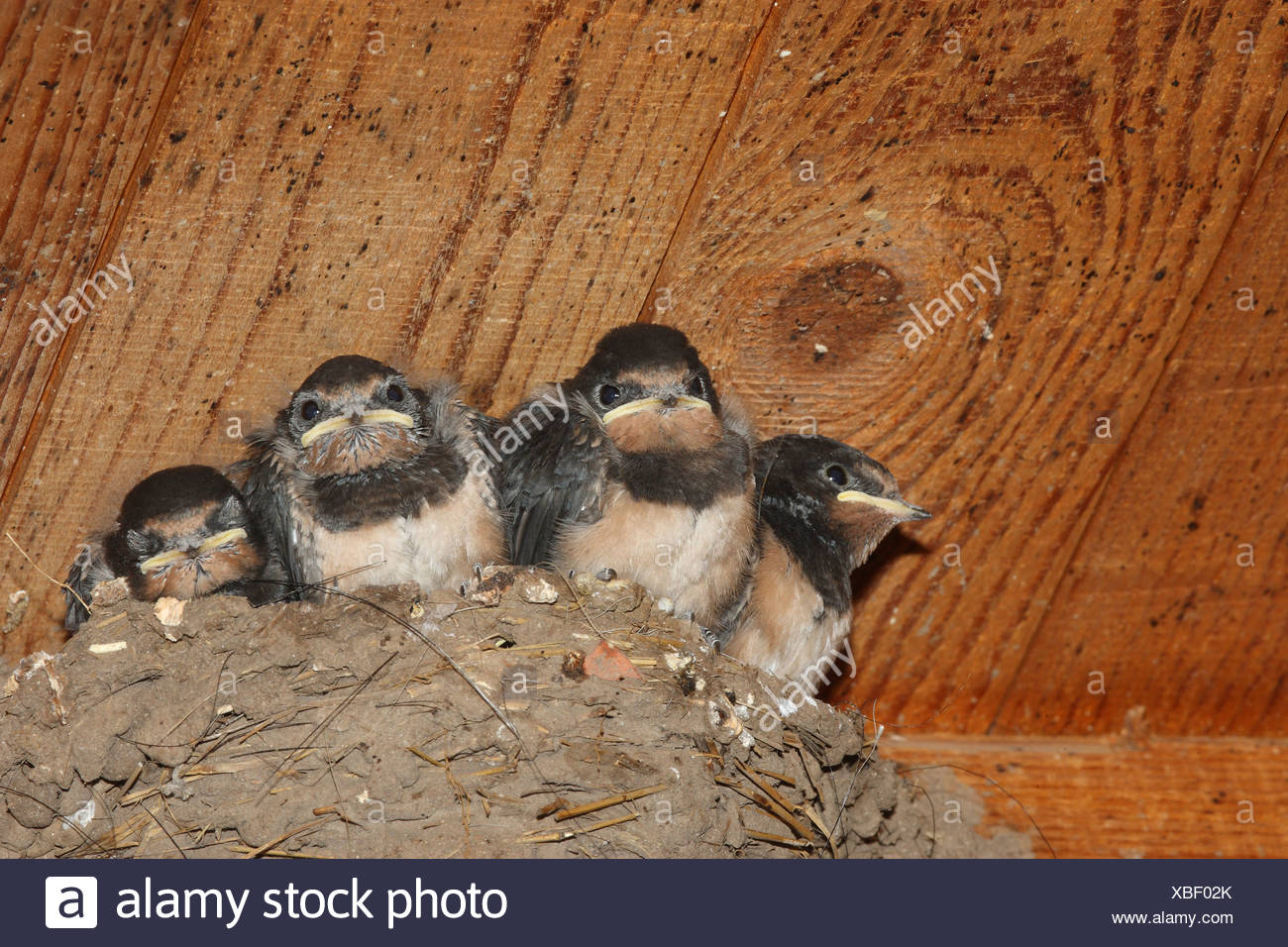 Baby Swallows In Nest High Resolution Stock Photography and Images - Alamy