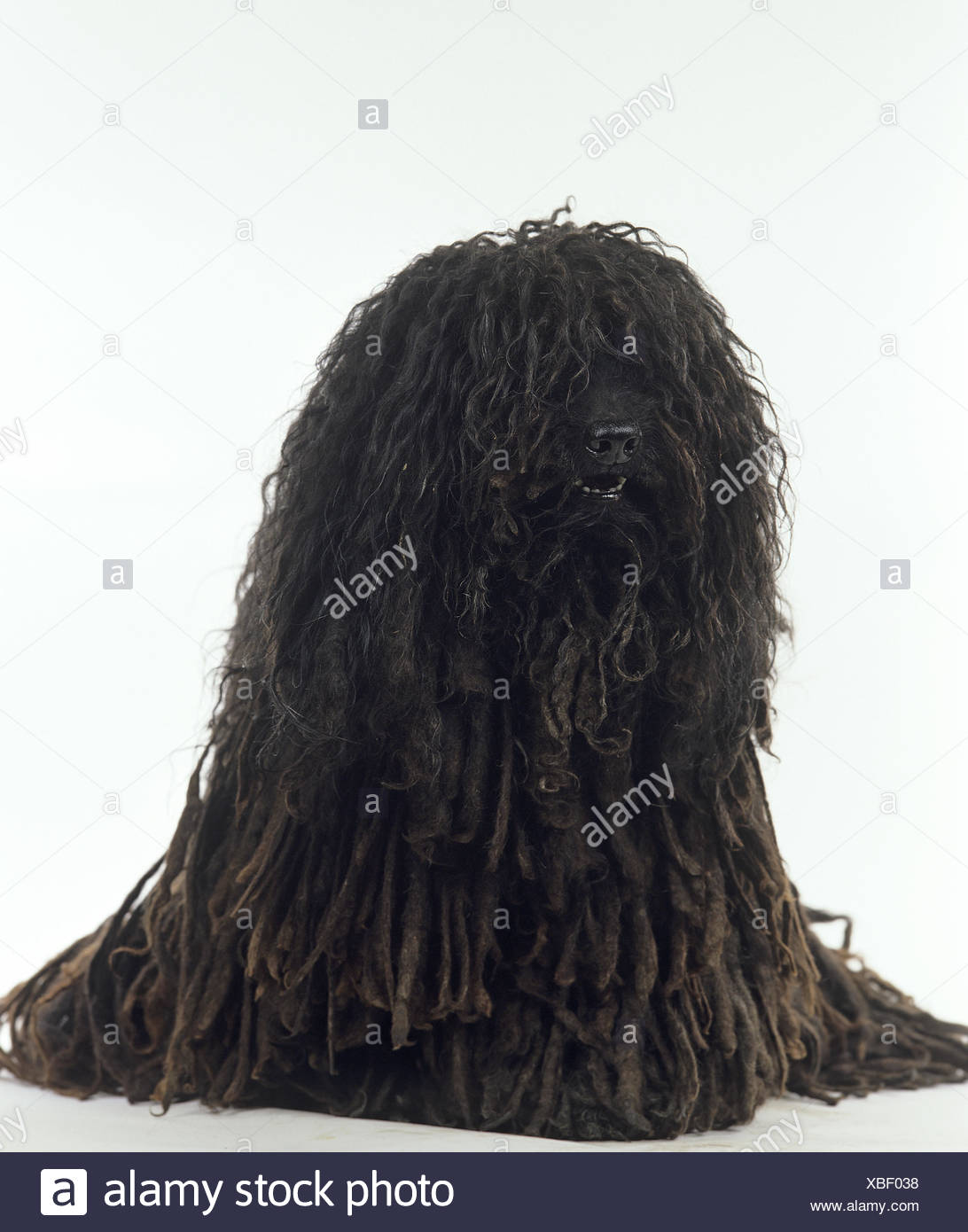 Hungarian Puli Dog Stock Photos & Hungarian Puli Dog Stock Images - Alamy