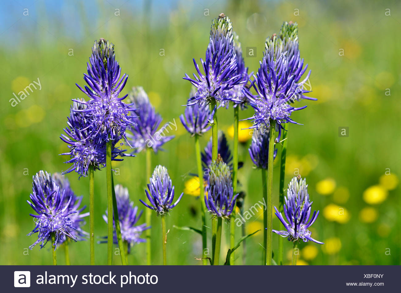 Rampion Flowers High Resolution Stock Photography and Images - Alamy