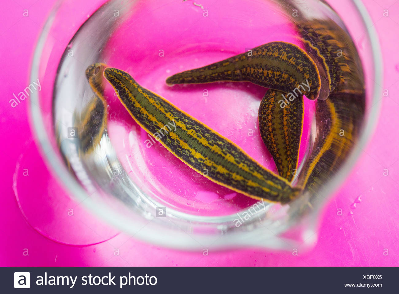 Medicinal Leech Hirudo Medicinalis High Resolution Stock Photography ...