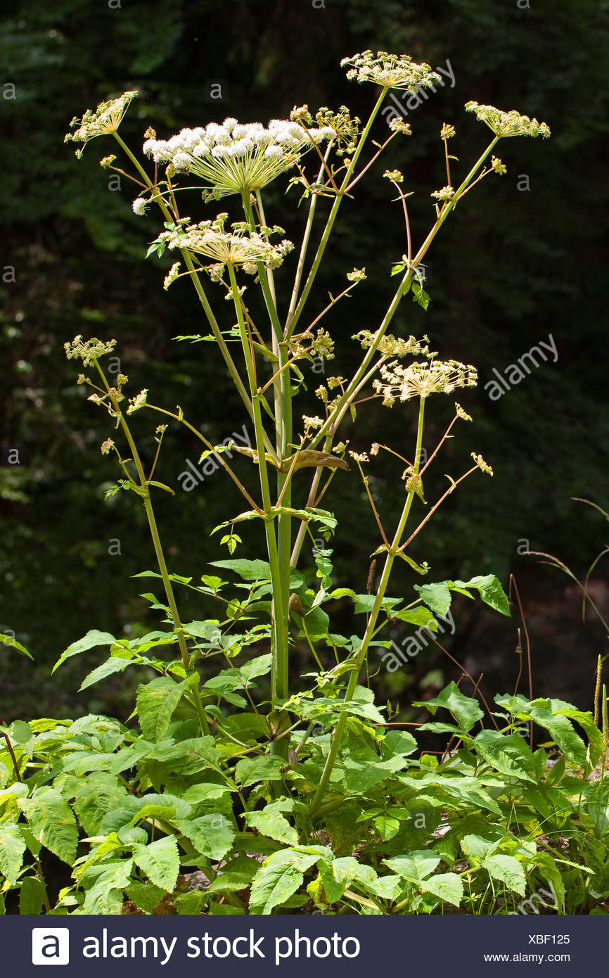 Angelica Sylvestris Flowers High Resolution Stock Photography and ...