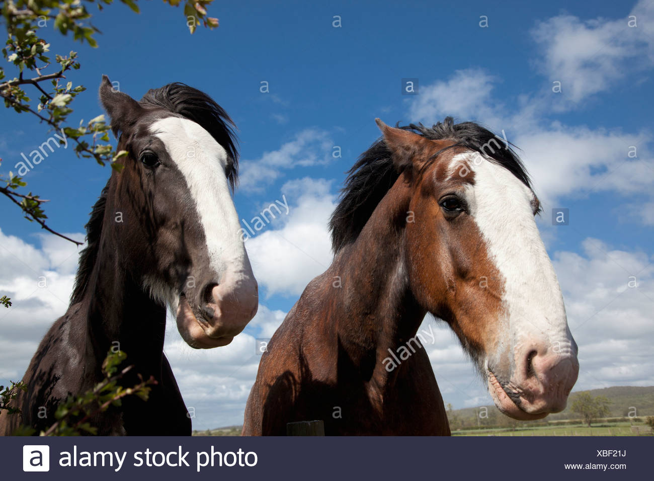Clydesdale Horse Standing High Resolution Stock Photography and Images ...